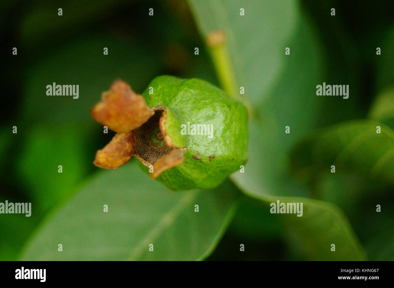 Guava is hanging on the branch, not ripe yet Stock Photo - Alamy