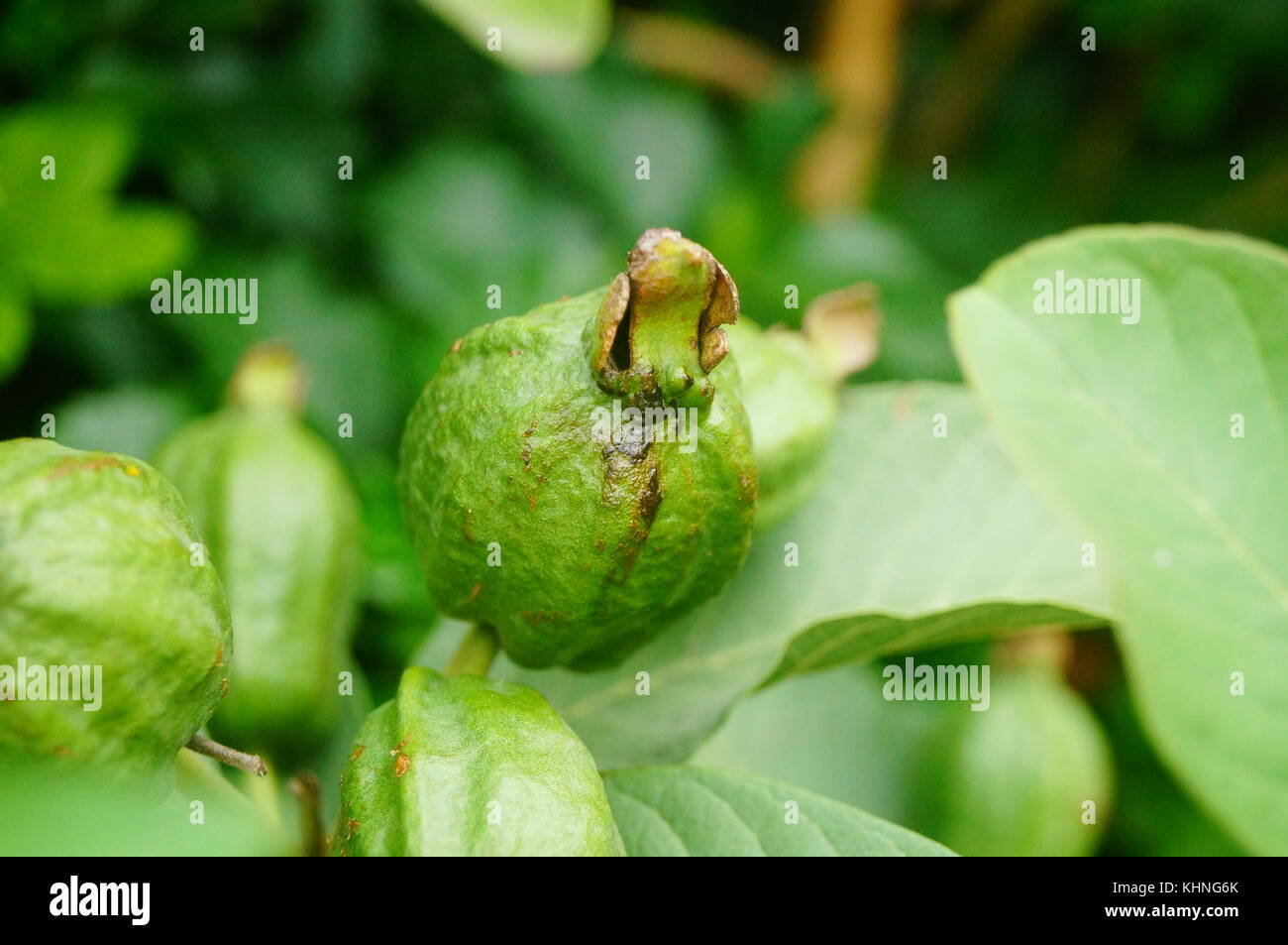 Guava fruit on branches hi-res stock photography and images - Alamy