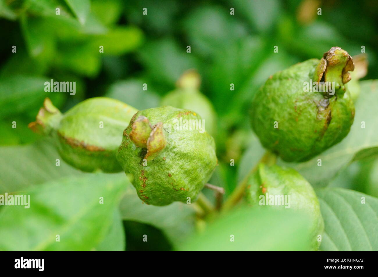 Guava is hanging on the branch, not ripe yet Stock Photo - Alamy
