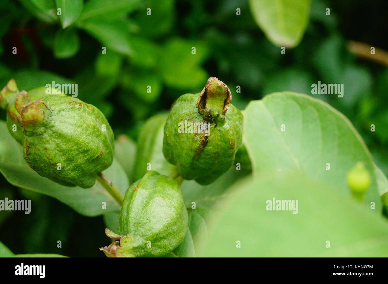 Guava fruit on branches hi-res stock photography and images - Alamy