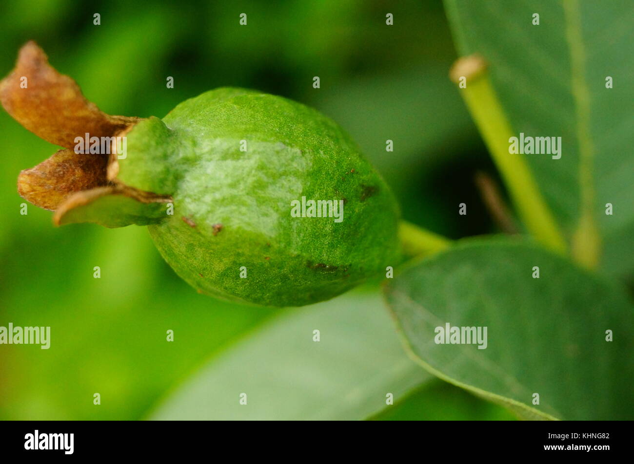 Guava is hanging on the branch, not ripe yet Stock Photo - Alamy