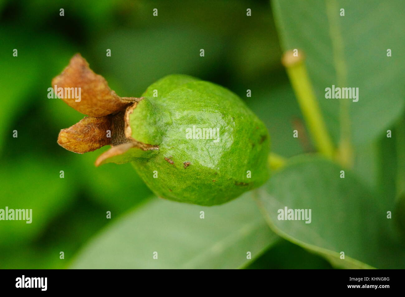 Guava is hanging on the branch, not ripe yet Stock Photo - Alamy