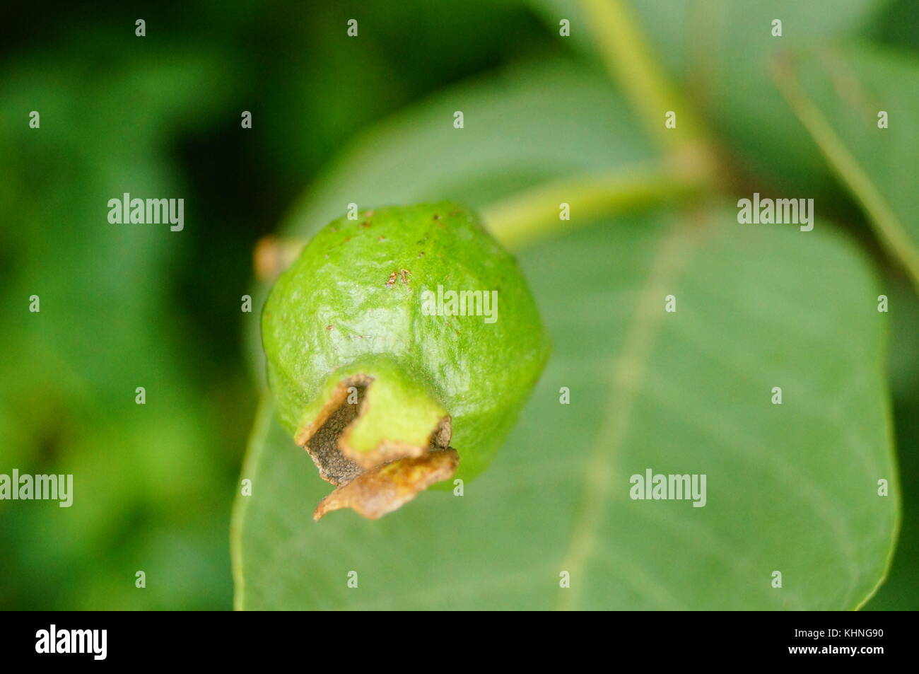 Guava fruit on branches hi-res stock photography and images - Alamy
