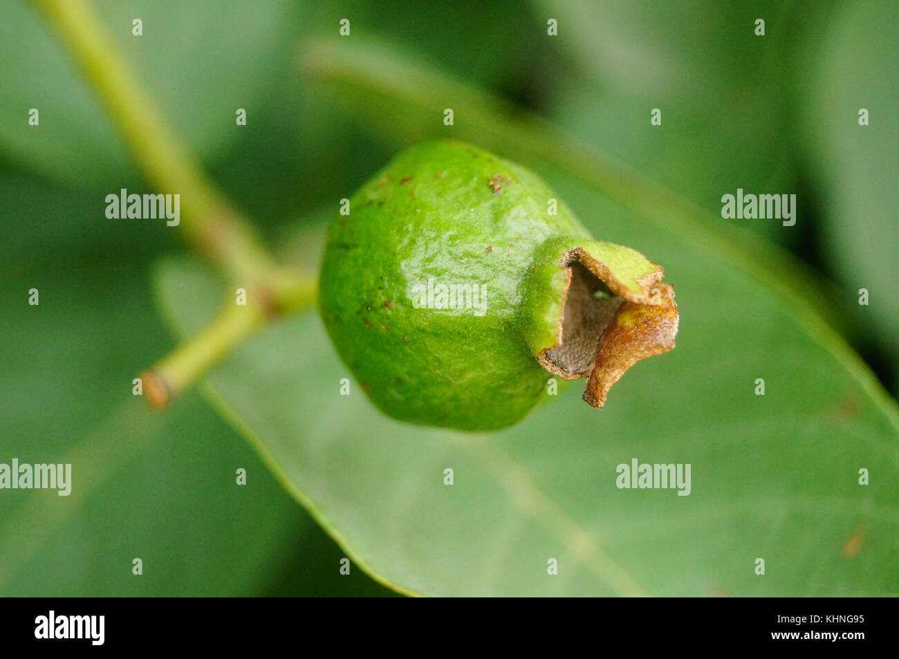 Guava is hanging on the branch, not ripe yet Stock Photo - Alamy