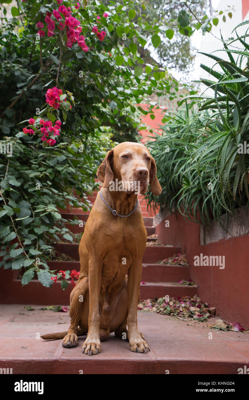 vizsla dog sitting outdoors Stock Photo - Alamy