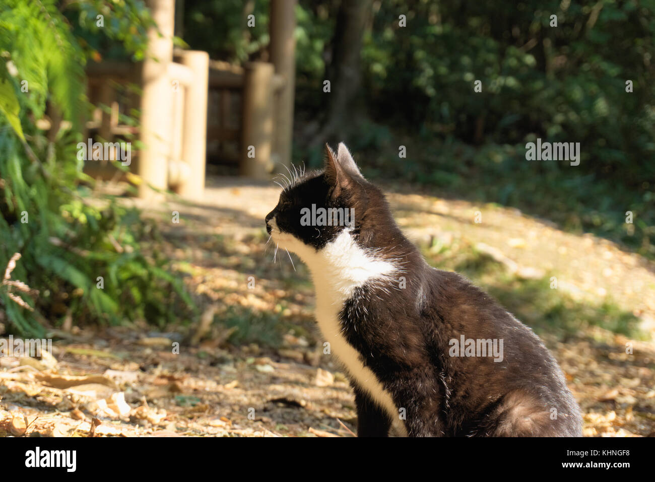 Cat warming in the sun hi-res stock photography and images - Alamy