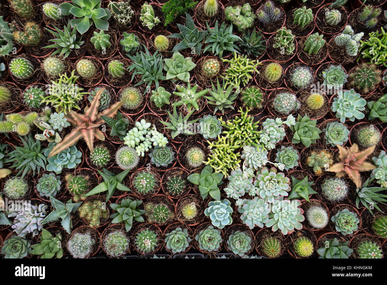 potted plants variety Stock Photo - Alamy