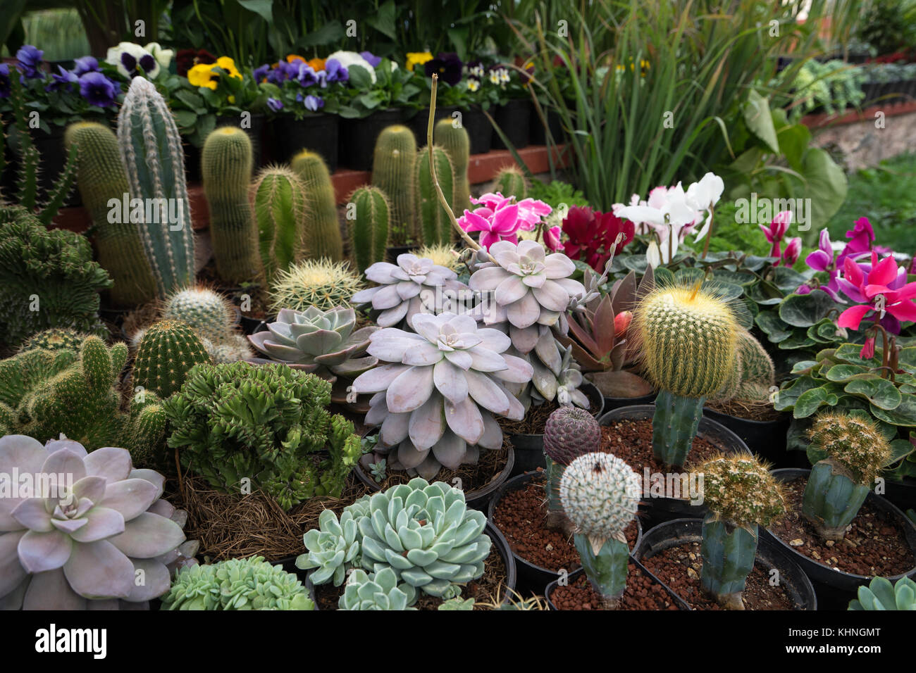 potted plants variety Stock Photo - Alamy
