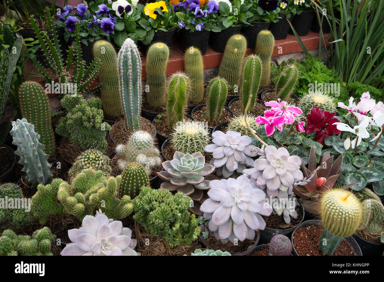 Potted cactus hi-res stock photography and images - Alamy
