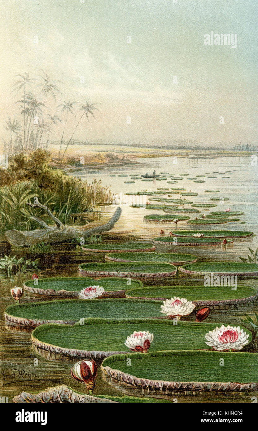 Amazon giant water lily (Amazonas-Riesenseerose Stock Photo - Alamy