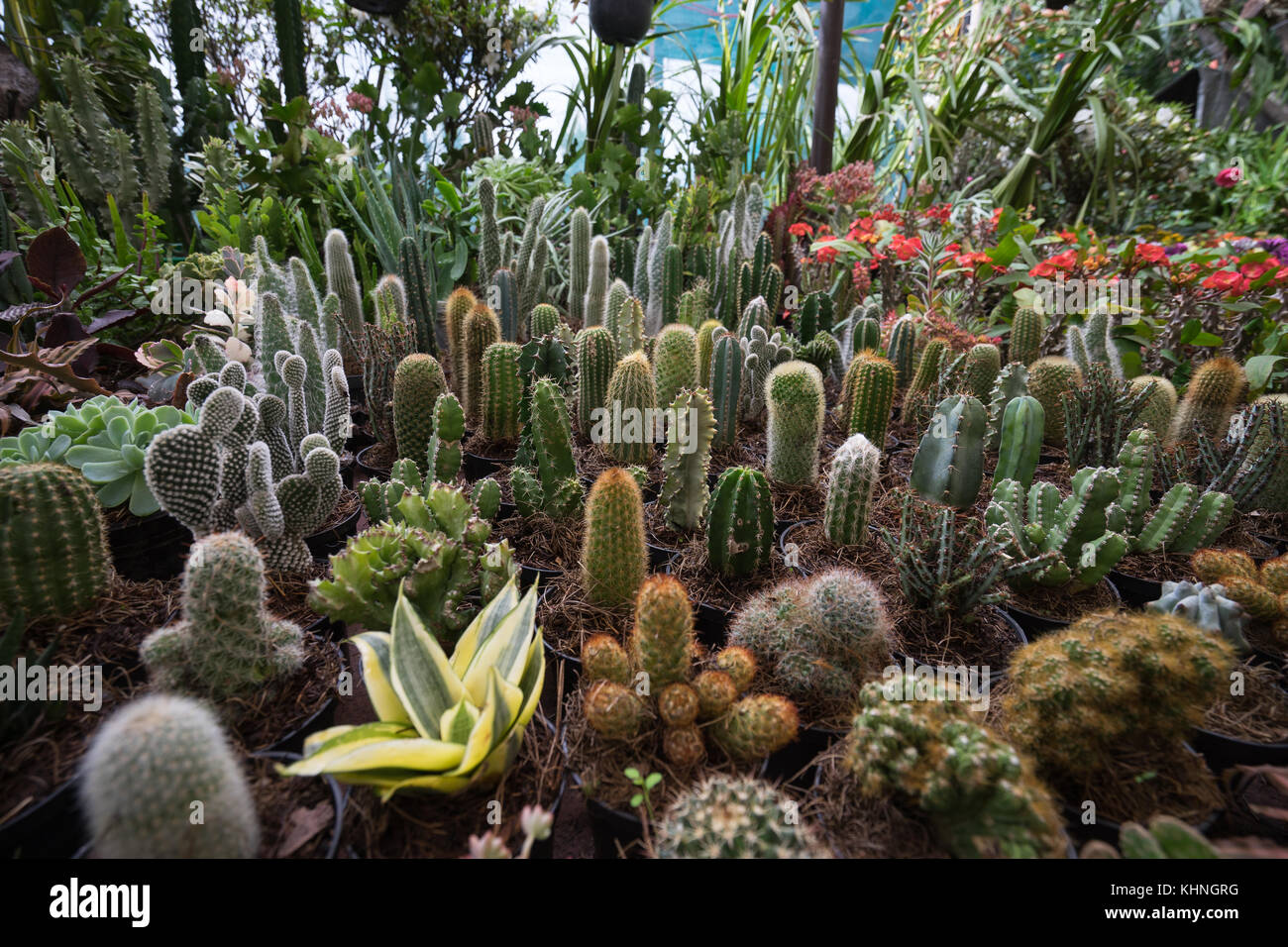 closeup of variety of plants Stock Photo - Alamy