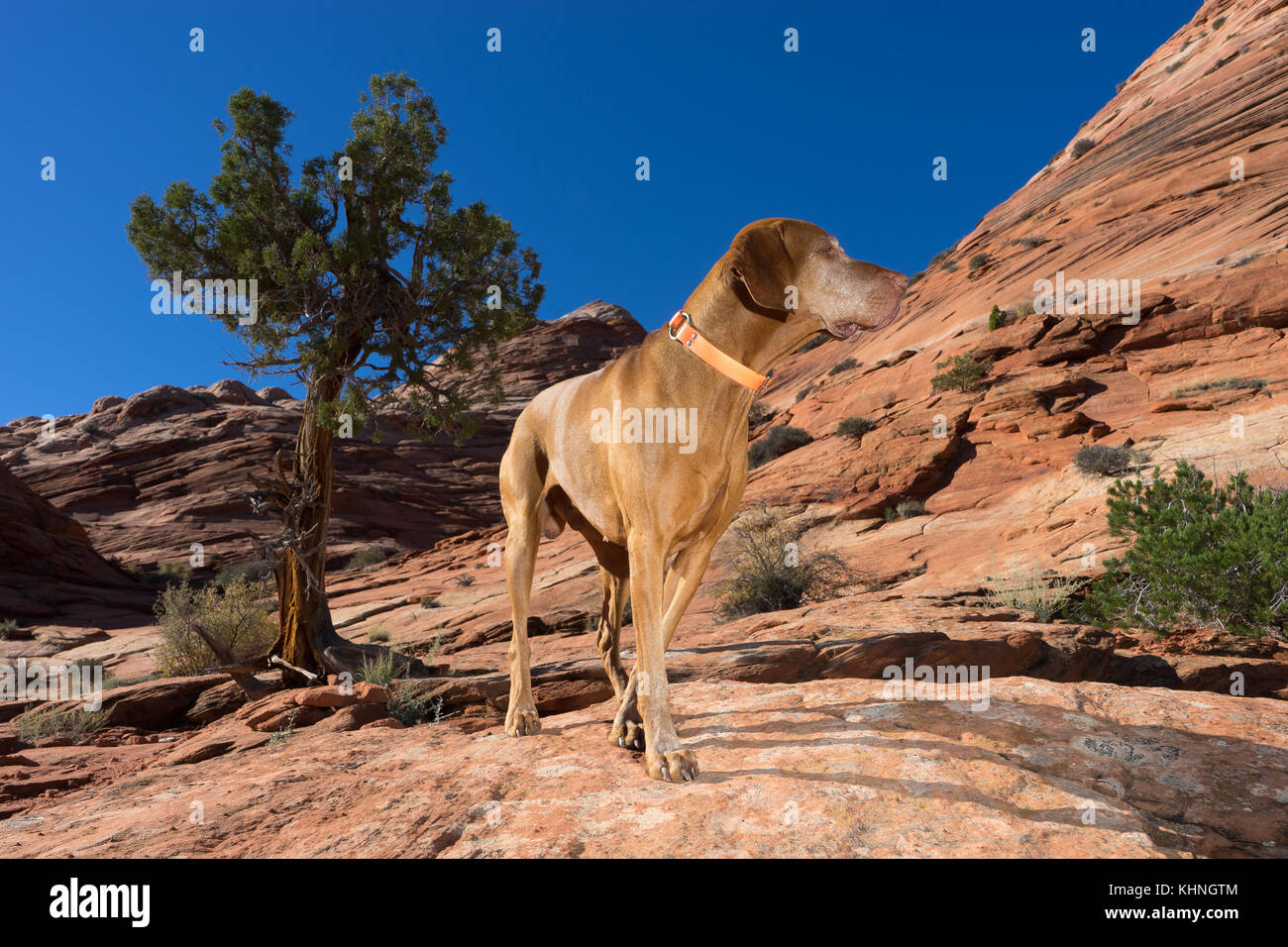 ladog in the desert Stock Photo - Alamy