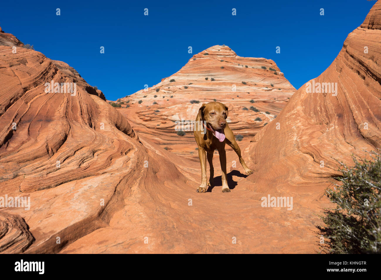 dog in red rock desert Stock Photo - Alamy