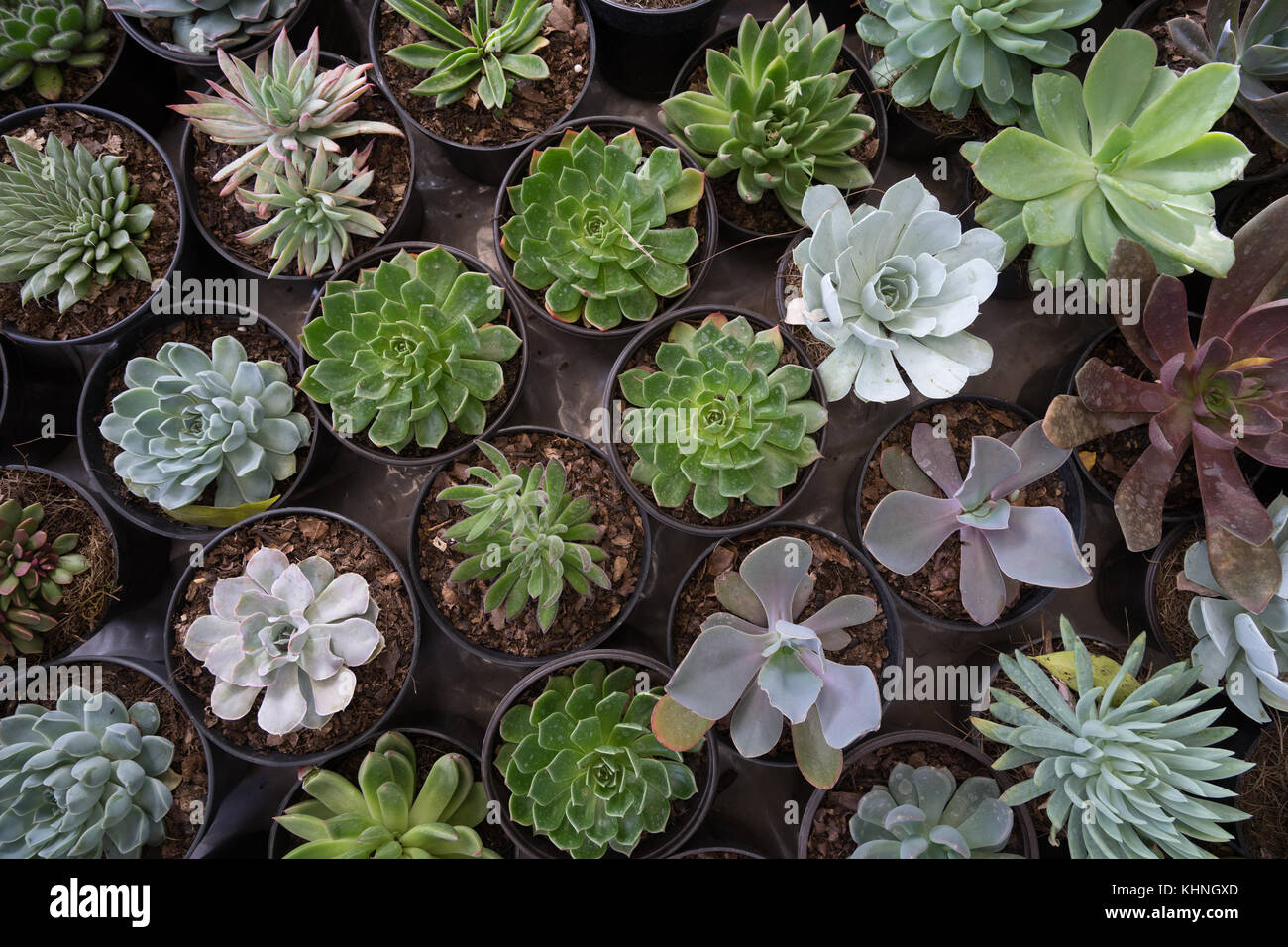 stone roses in pots for sale at la candelaria plant expo in san miguel ...