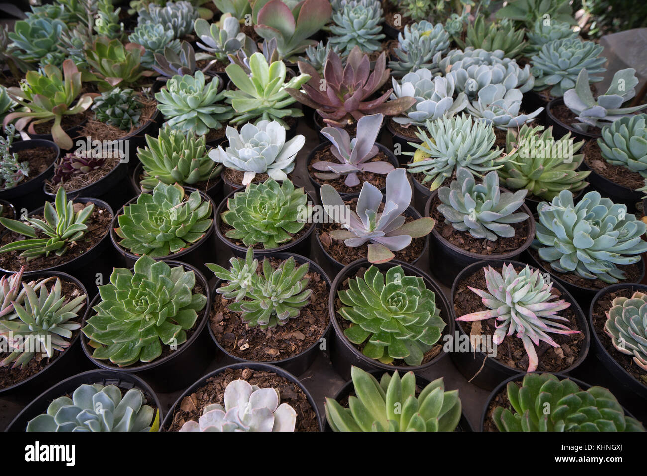potted stone roses for sale at the la candelaria plant expo in mexico ...