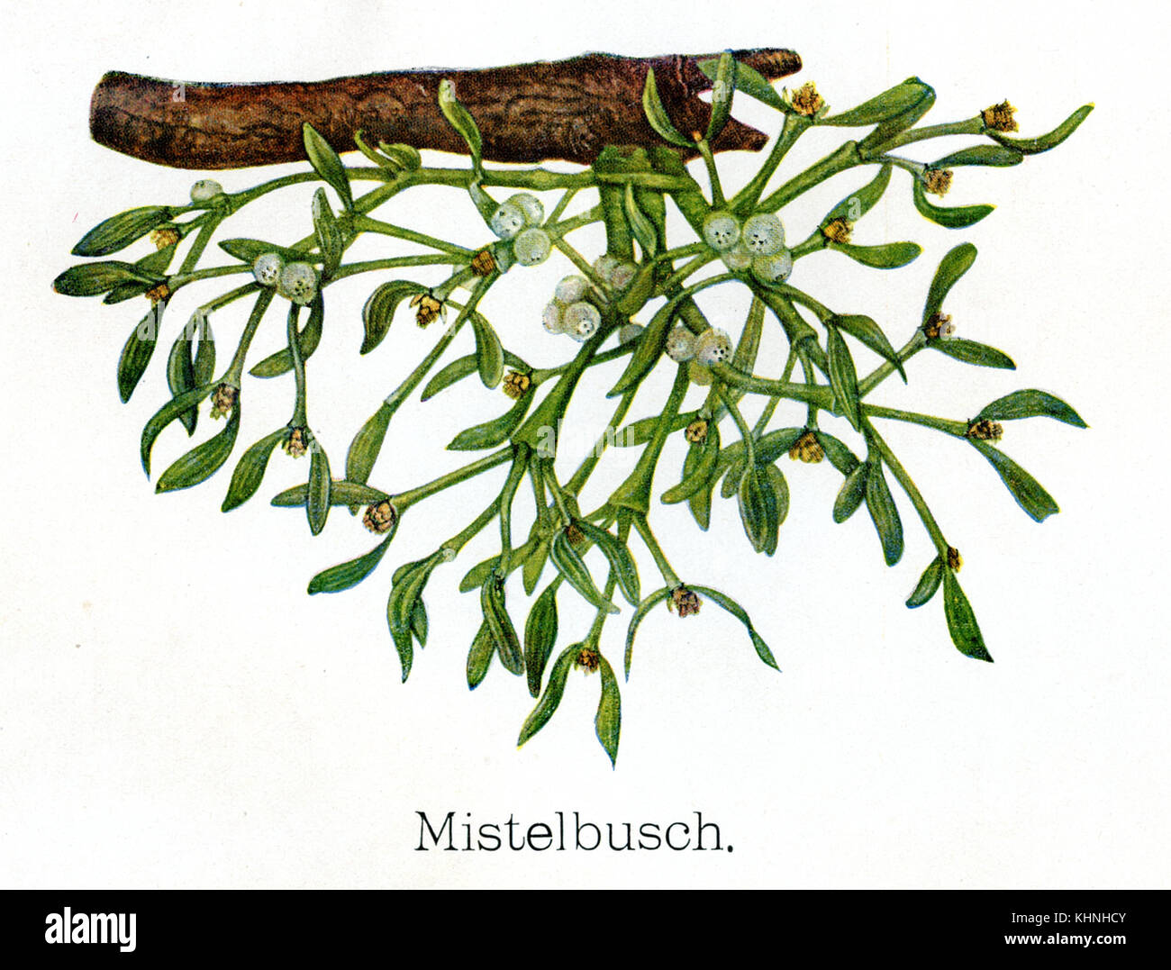 Mistletoe (Mistel Stock Photo - Alamy