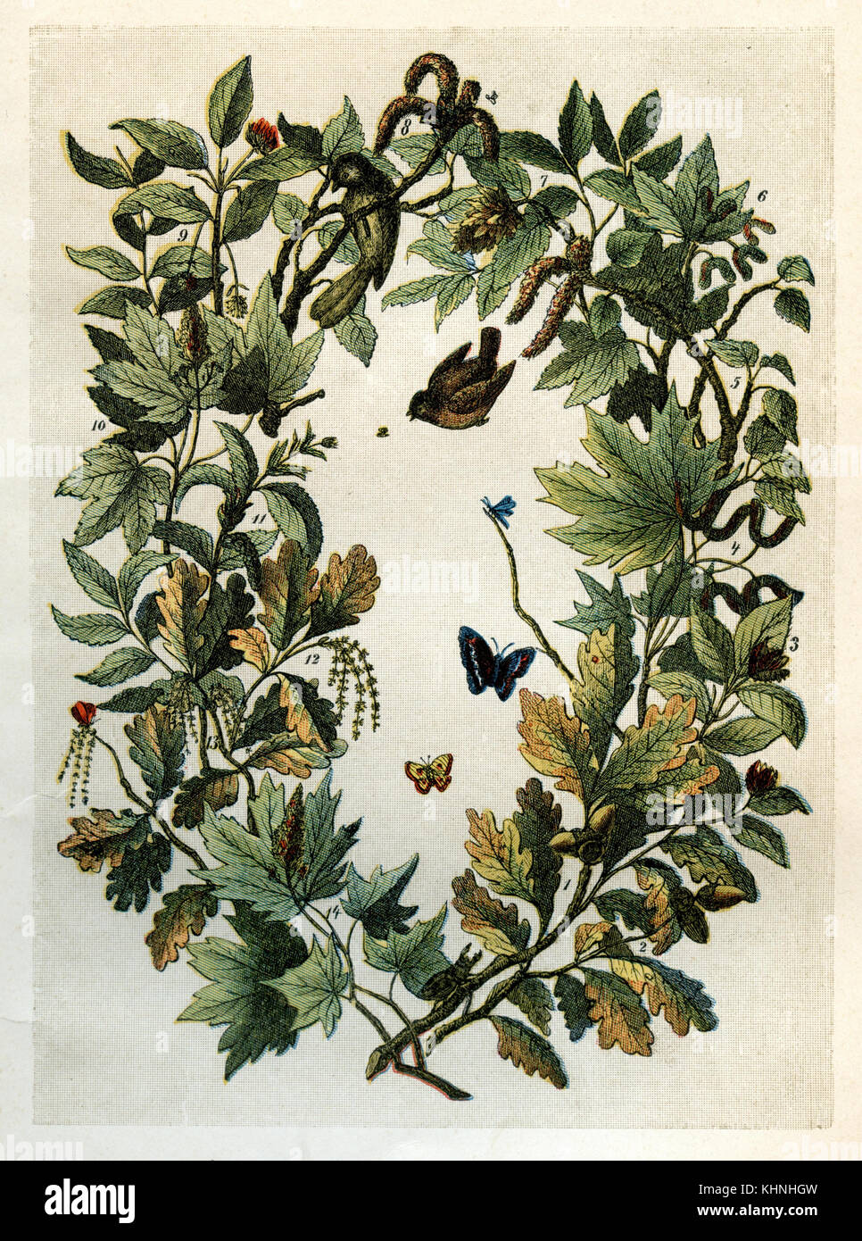 Flowers and fruit branches German deciduous trees (Blüten und ...