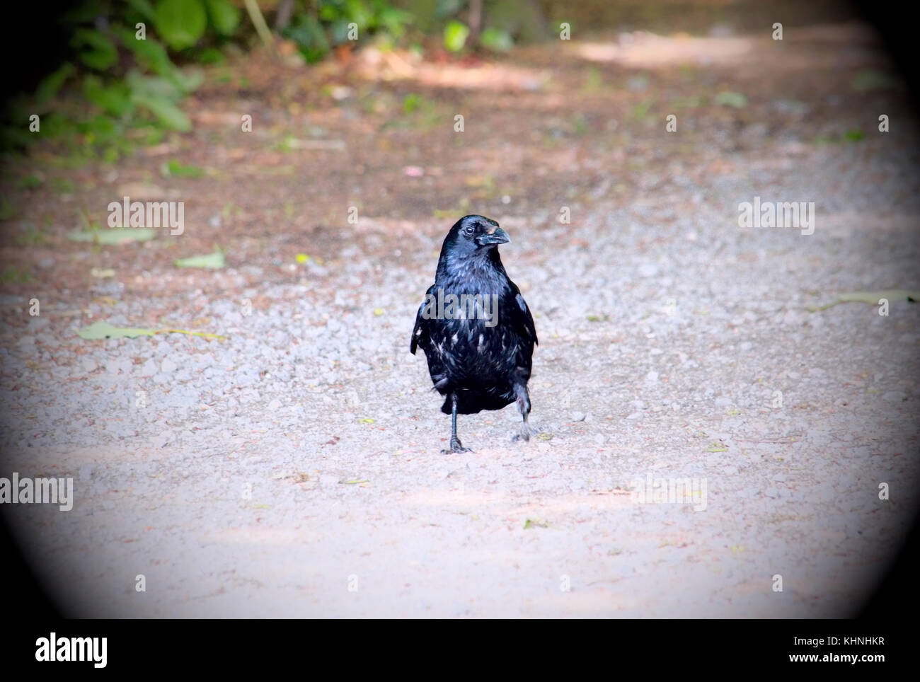 Crow on the road Stock Photo - Alamy