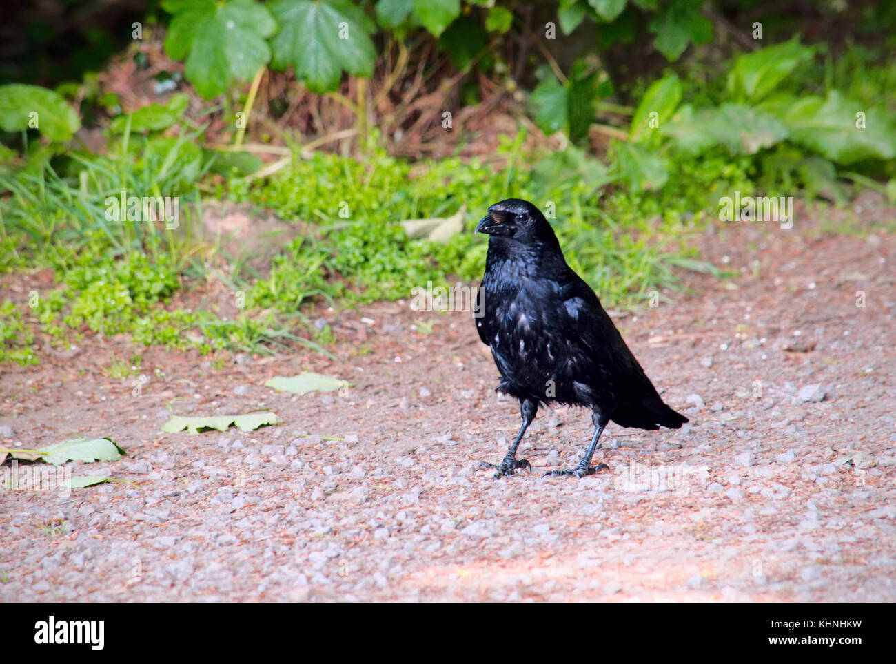 Crow Road Stock Photos & Crow Road Stock Images - Alamy