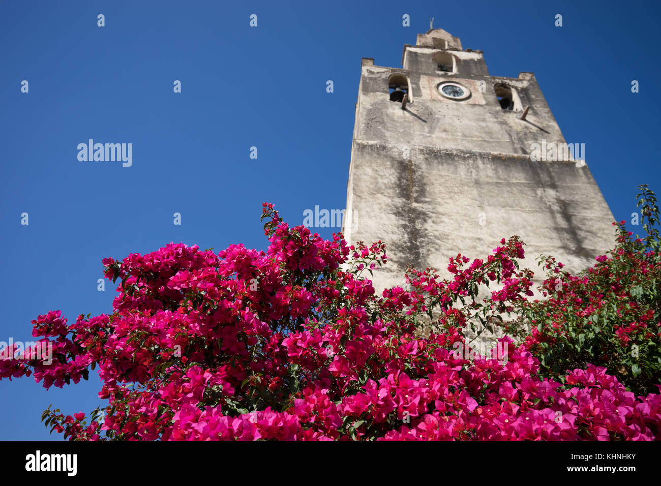 medieval tree and blue skies behind bougamville flower tree in mexico ...