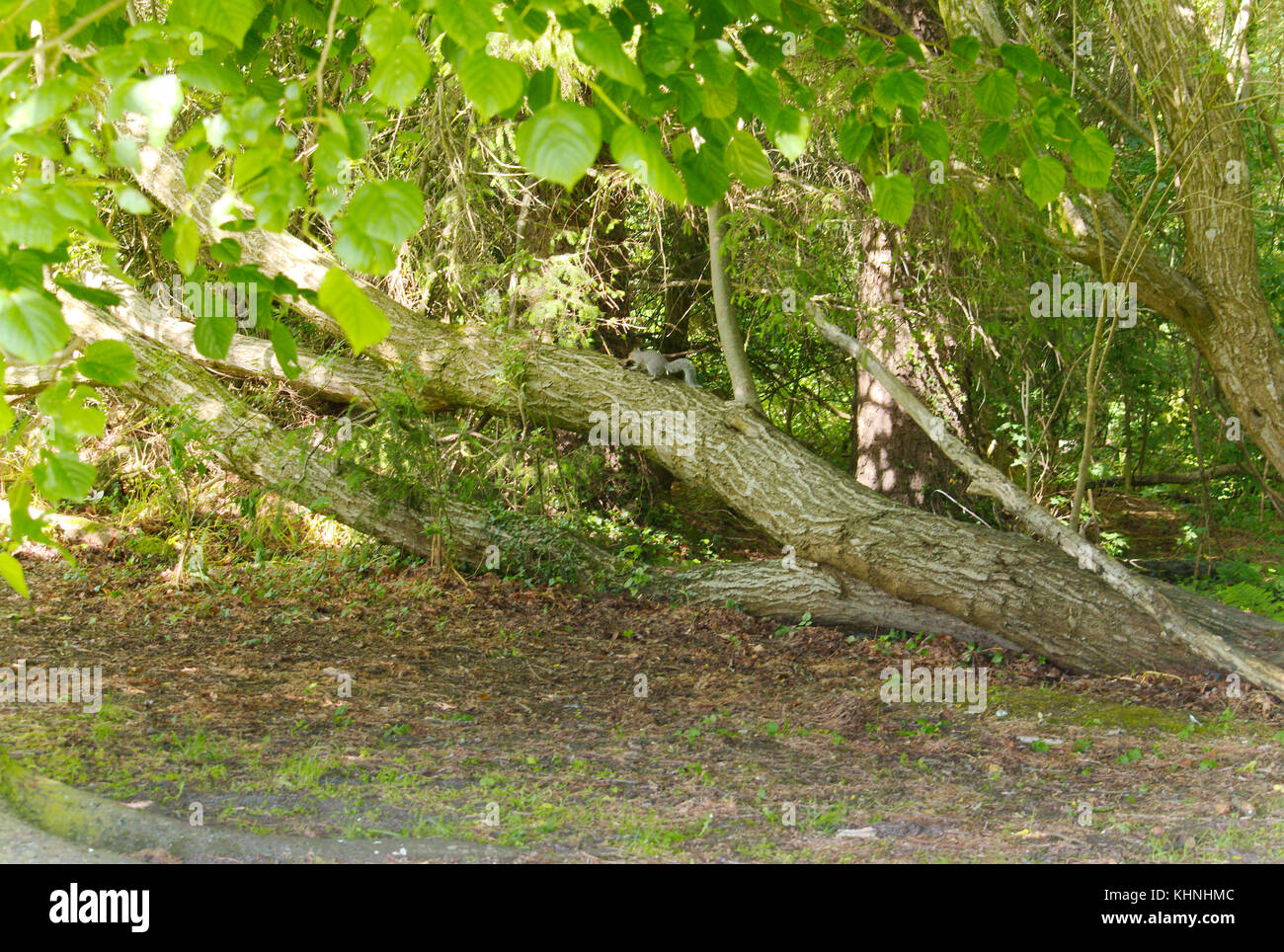 Tree fallen in the forest Stock Photo - Alamy