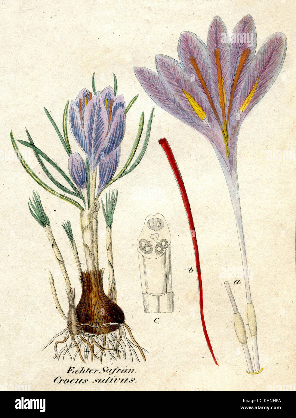 Safran Krokus High Resolution Stock Photography and Images - Alamy