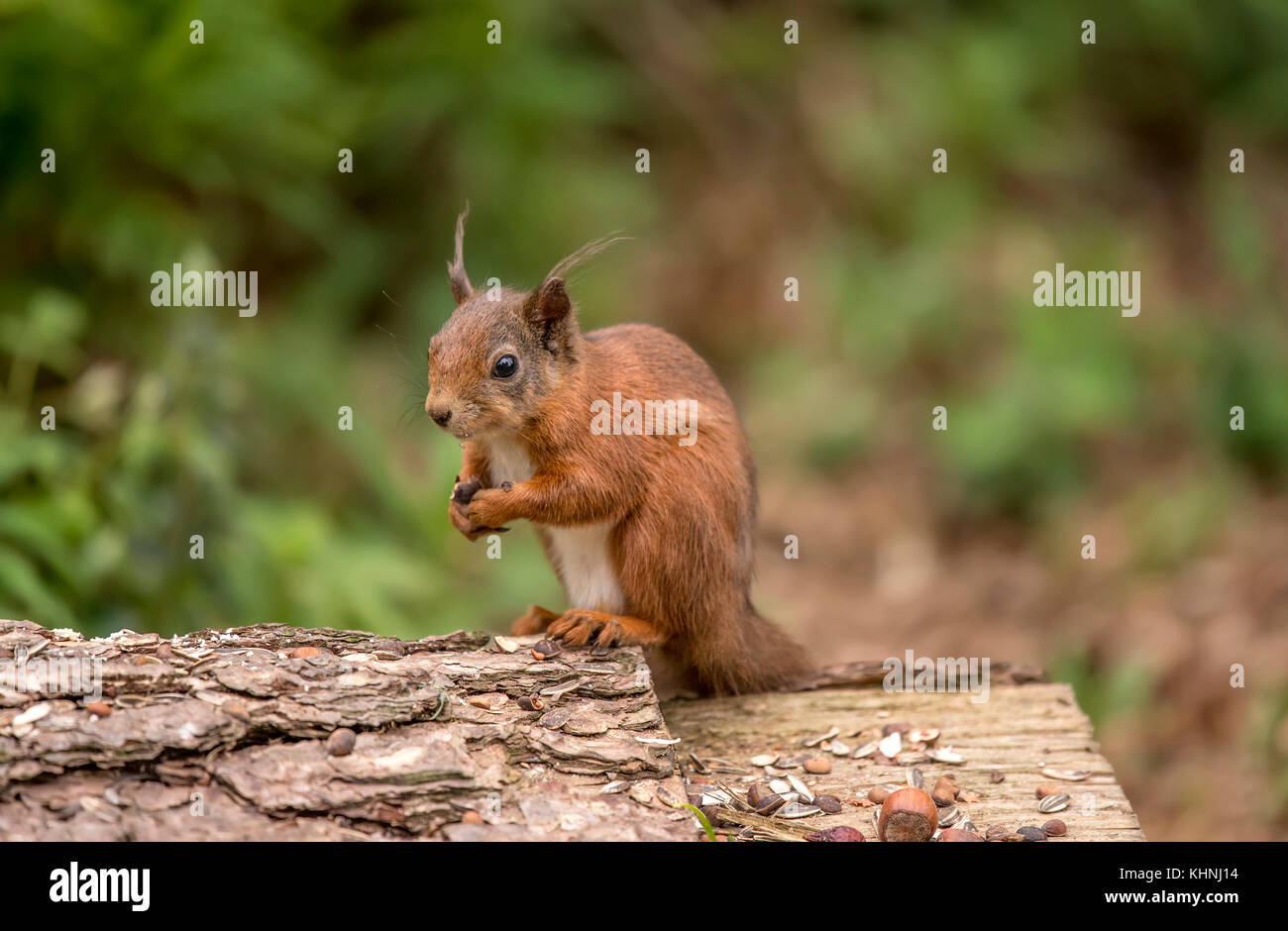 Red squirrel and nuts hi-res stock photography and images - Alamy