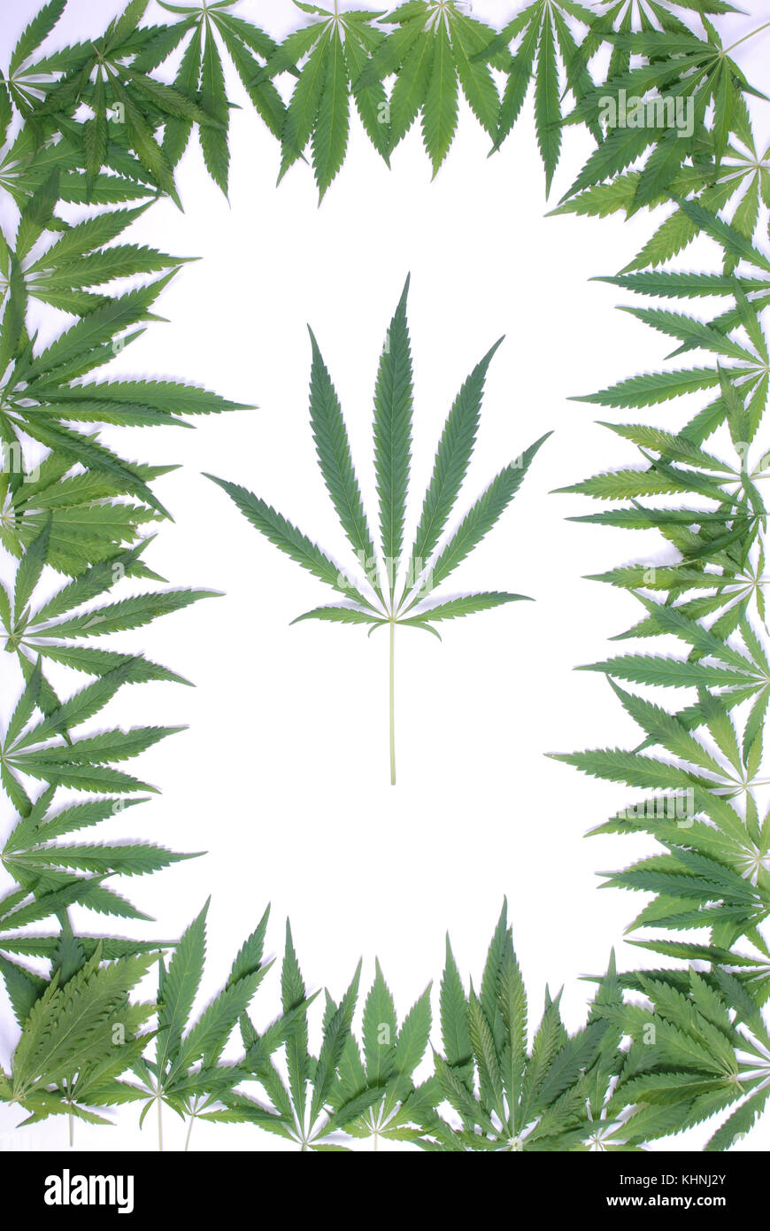 Framework from leaves of a hemp on white bacground Stock Photo - Alamy