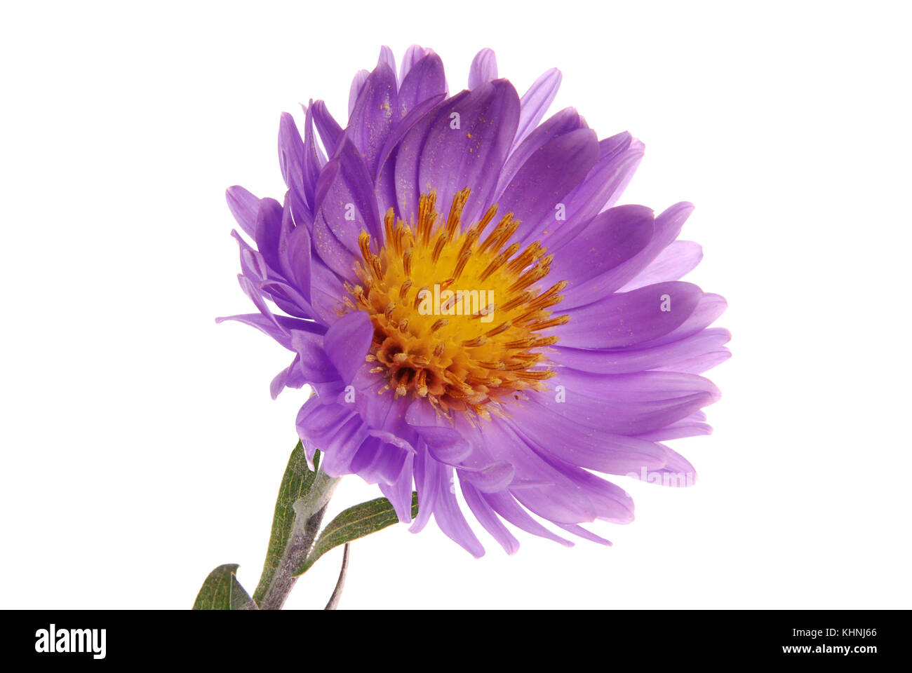 Close up macro violet Cut Out Stock Images & Pictures - Alamy