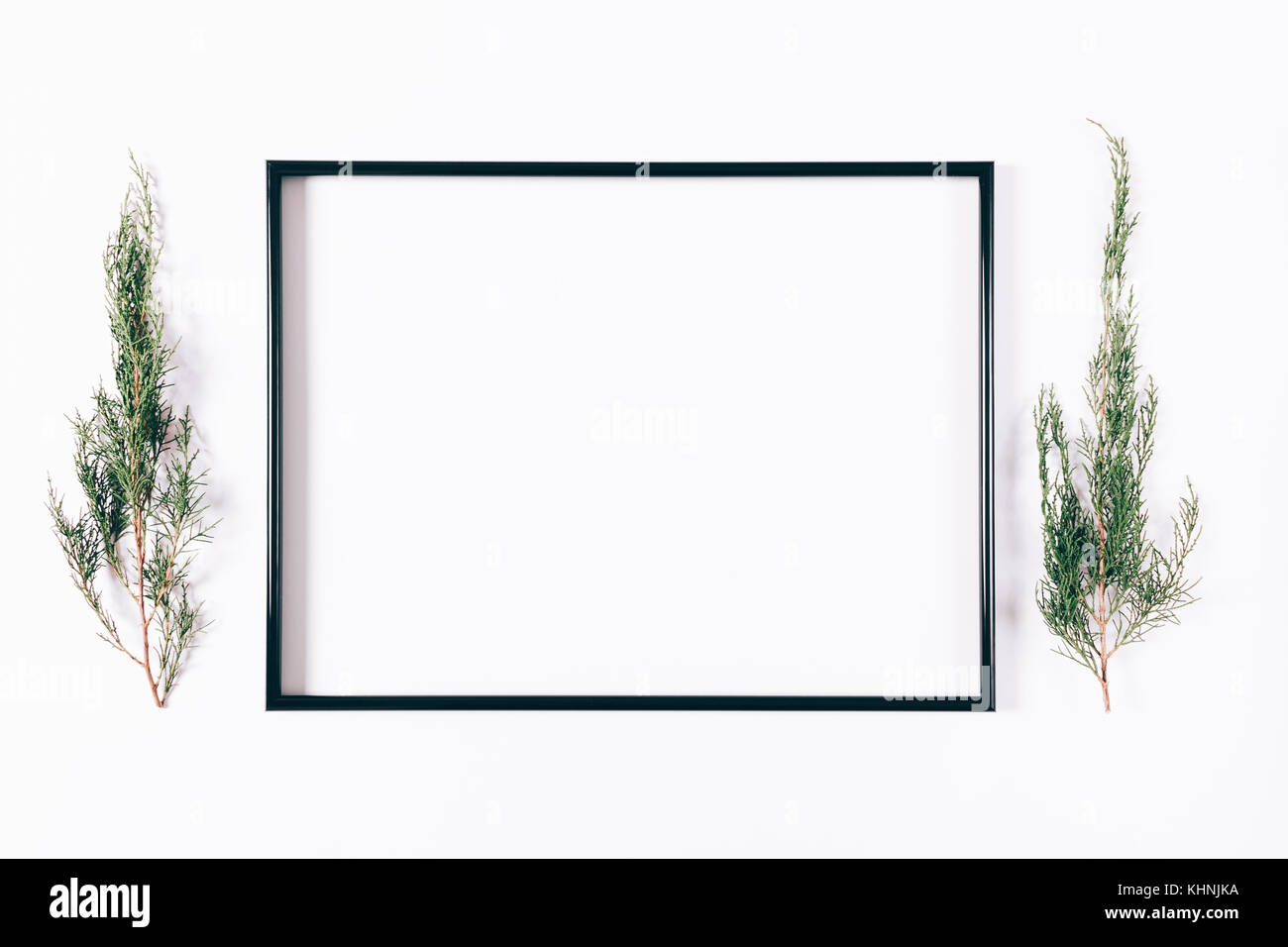 Top view spruce branches Cut Out Stock Images & Pictures - Alamy