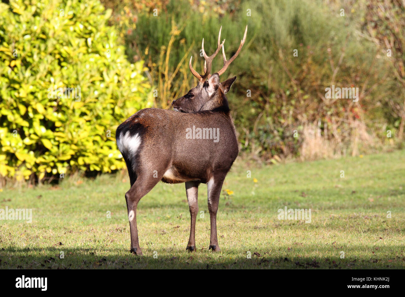 Japanese Sika Deer Cervus Nippon Stock Photo - Alamy