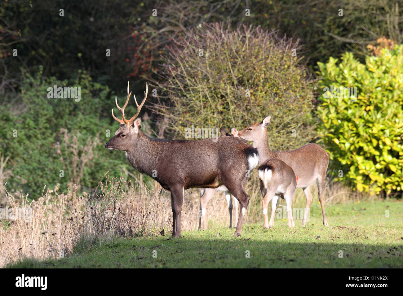Japanese Sika Deer Cervus Nippon Stock Photo - Alamy