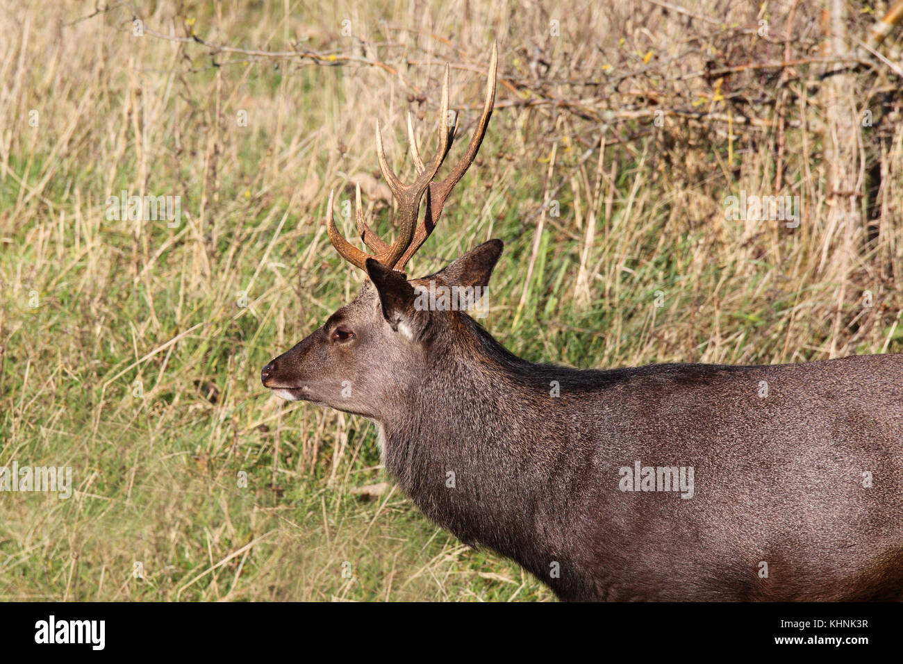 Japanese sika deer hi-res stock photography and images - Alamy