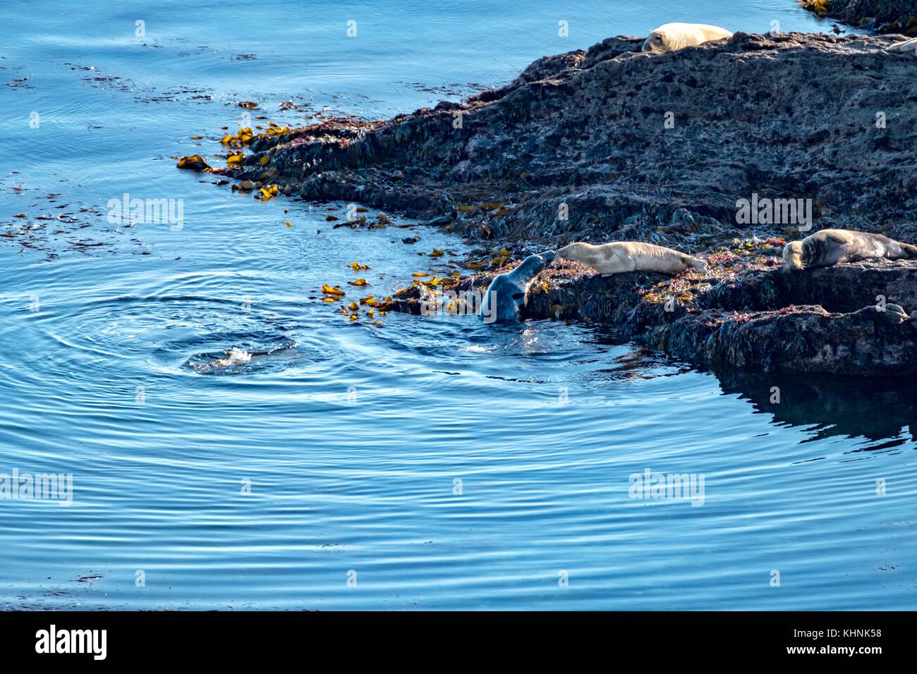 Grey seals in Cornwall England Stock Photo - Alamy