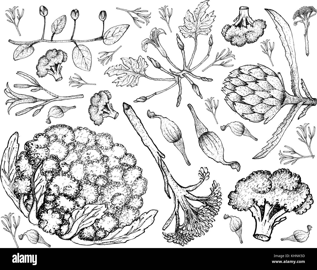 Vegetable, Illustration of Hand Drawn Sketch Fresh Vegetables on on A ...