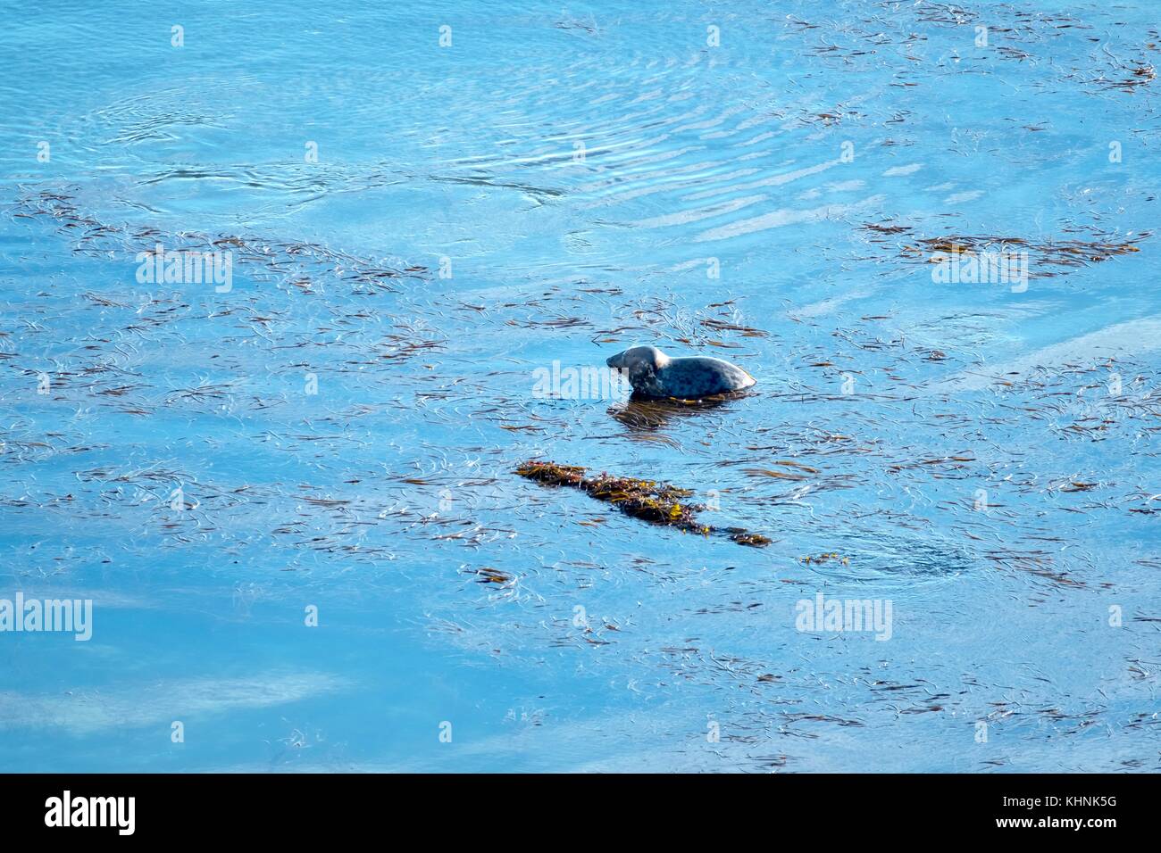 Grey seals in Cornwall England Stock Photo - Alamy