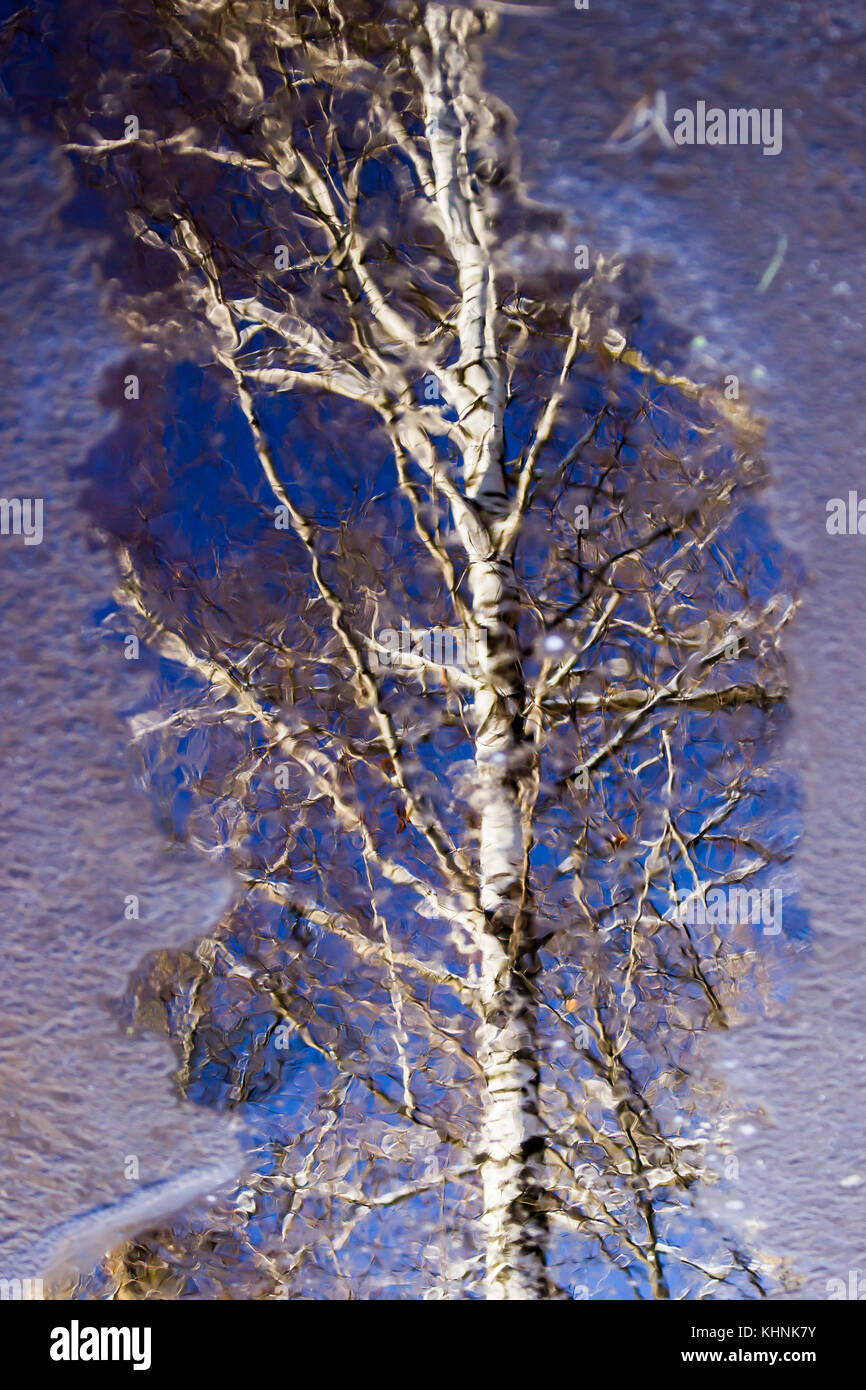 Upside down birch trees in winter river Stock Photo - Alamy