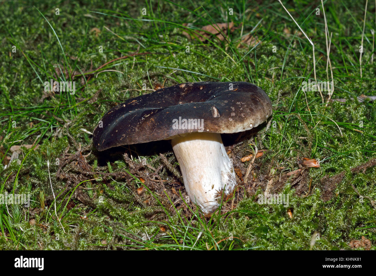 Russula nigricans, commonly known as the blackening brittlegill or ...