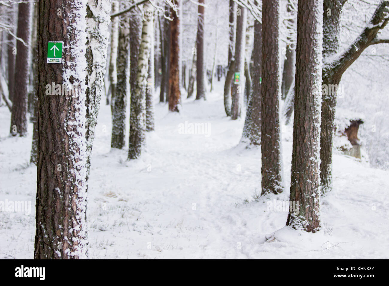 winter landscape with snowy trees Park scene Stock Photo - Alamy
