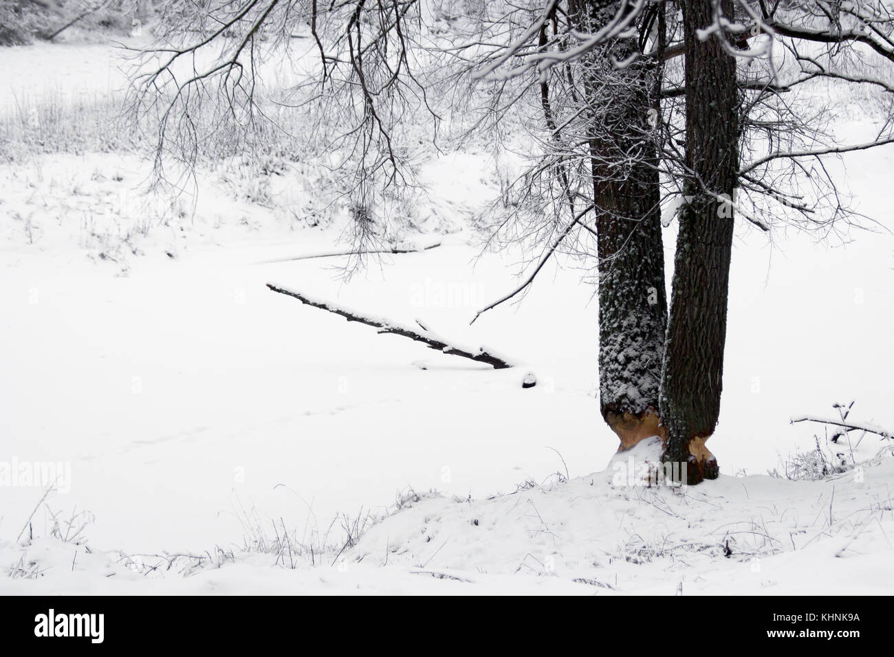 Beaverlodge hi-res stock photography and images - Alamy