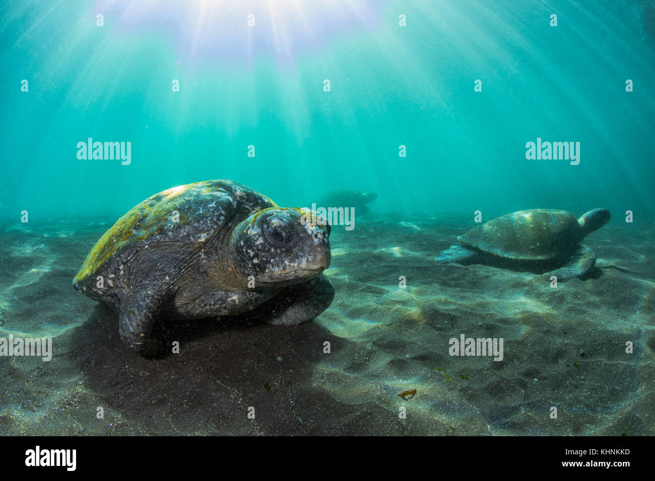 Pacific Green Sea Turtle (Chelonia mydas agassizi) trio on ocean floor ...