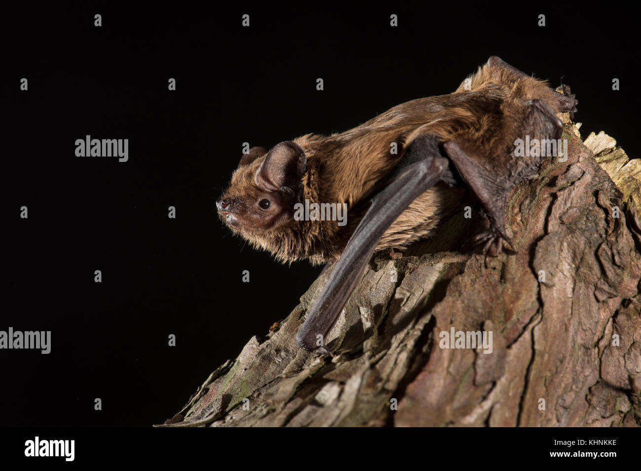 Leisler's Bat (Nyctalus leisleri), Eindhoven, Netherlands Stock Photo ...