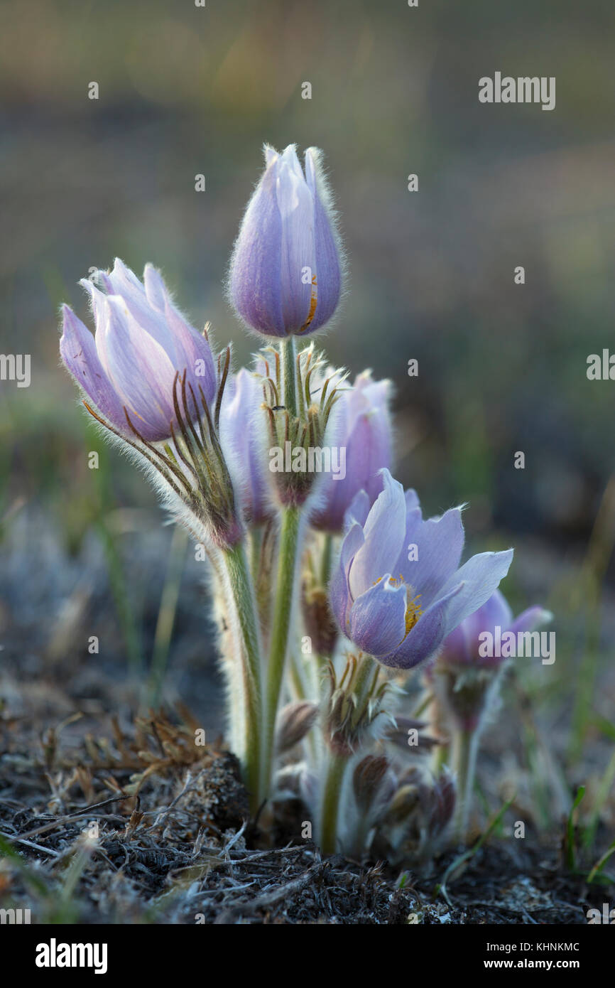 American Pasqueflower (Anemone patens) emerging after controlled burn ...