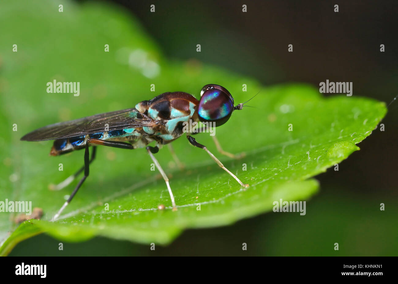 Soldier Fly (Gongrosargus sp), Mananara Nord National Park, Madagascar ...