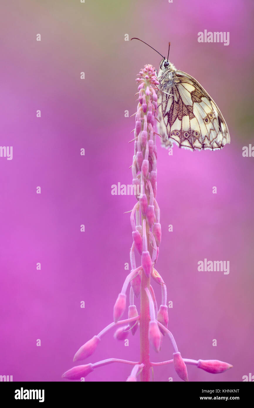 Marbled White (Melanargia galathea) butterfly on Fireweed (Chamerion ...