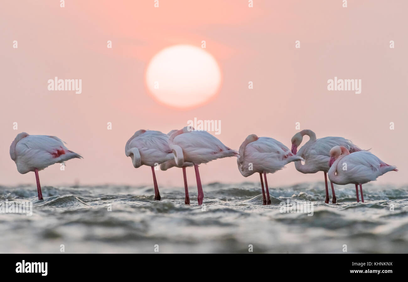 European Flamingo (Phoenicopterus roseus) group roosting at sunset ...