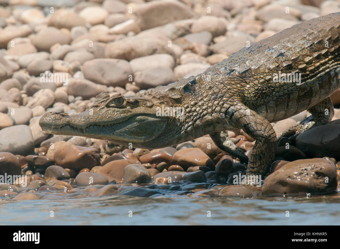 Spectacled Caiman (Caiman crocodilus) entering water, Tambopata ...