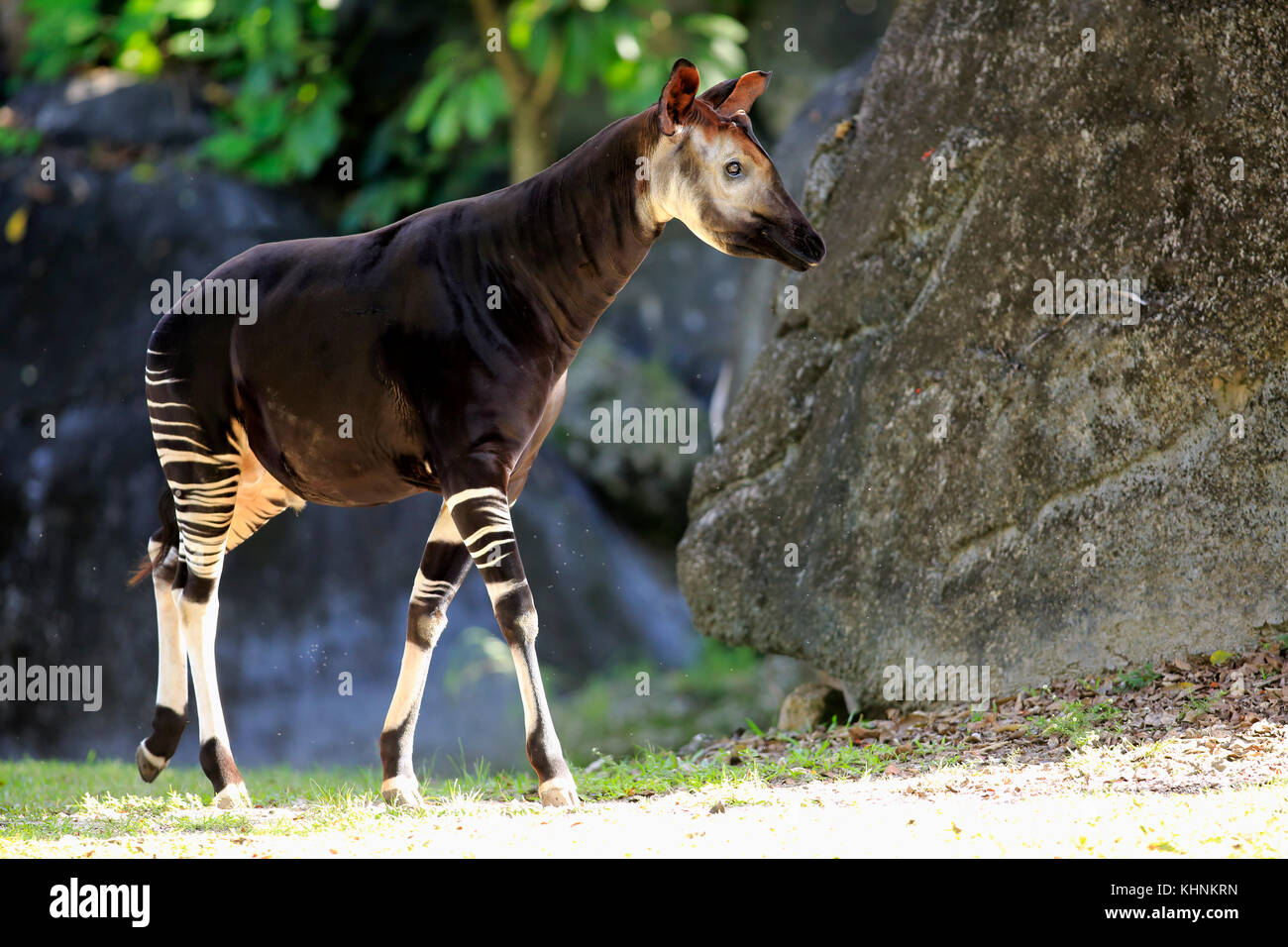 Okapi (Okapia johnstoni), Singapore Zoo, Singapore Stock Photo - Alamy