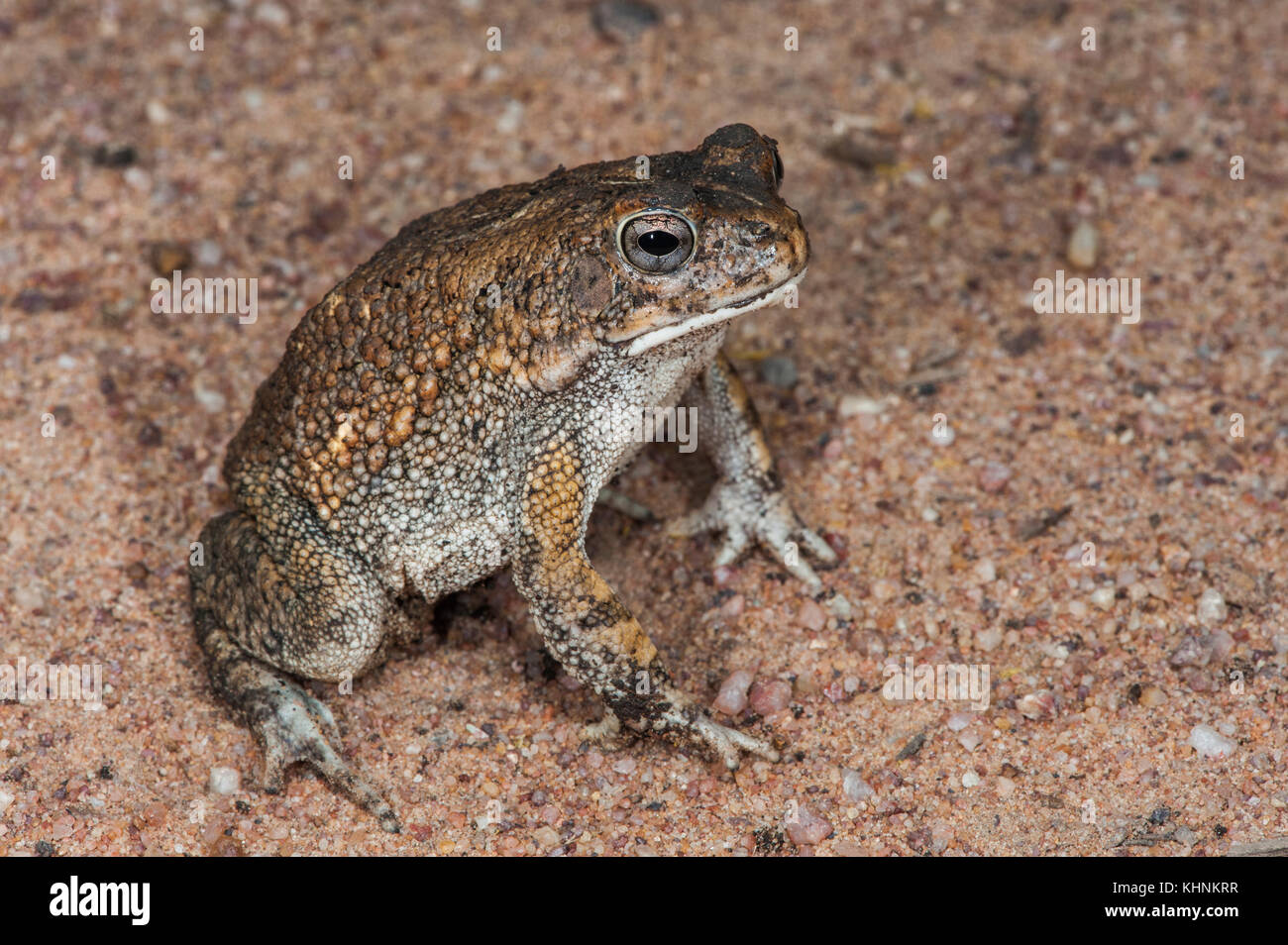 Eastern Leopard Toad (Amietophrynus pardalis), Marakele National Park ...