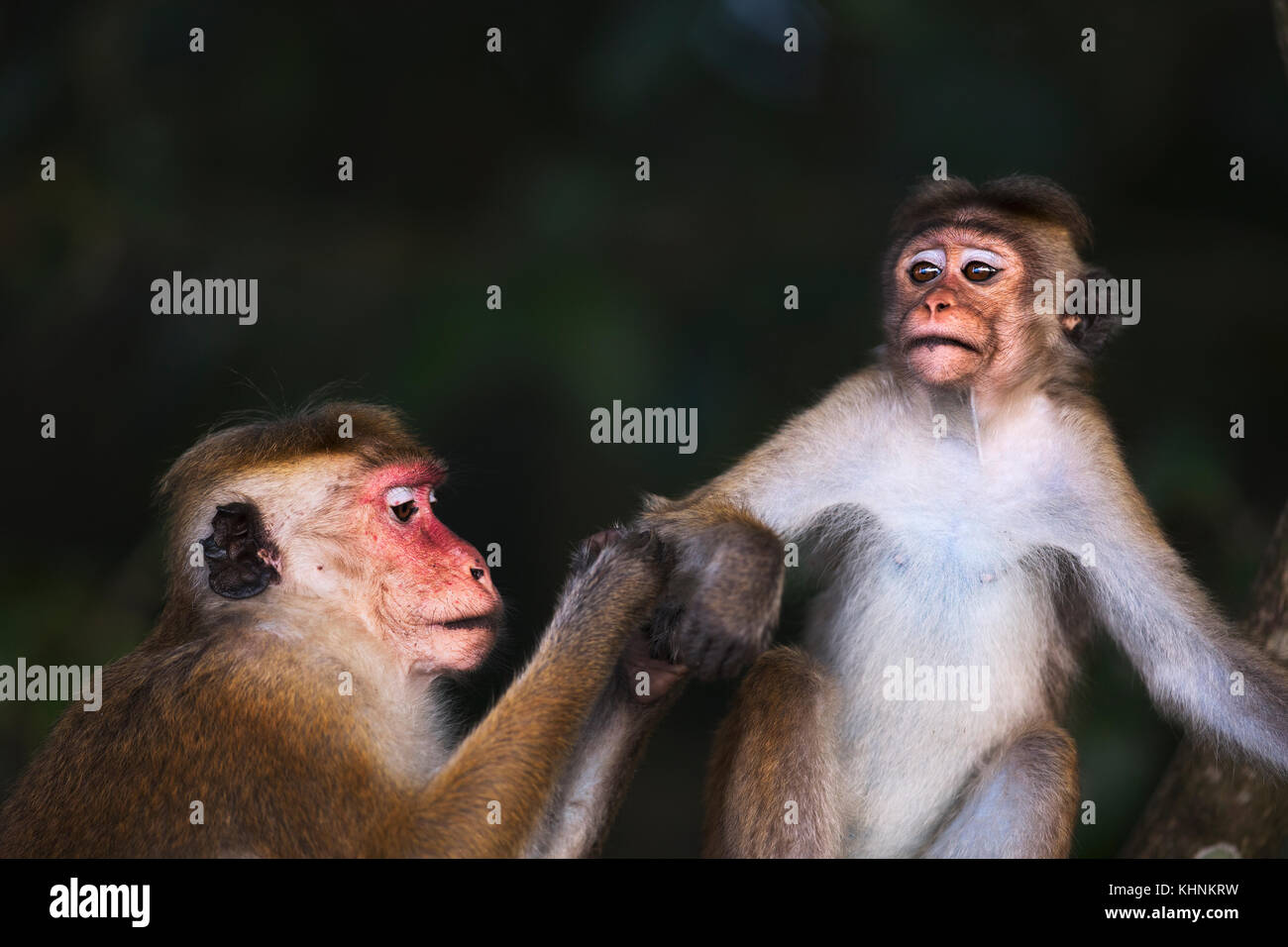 Toque Macaque (Macaca sinica) mother grooming juvenile, Polonnaruwa ...